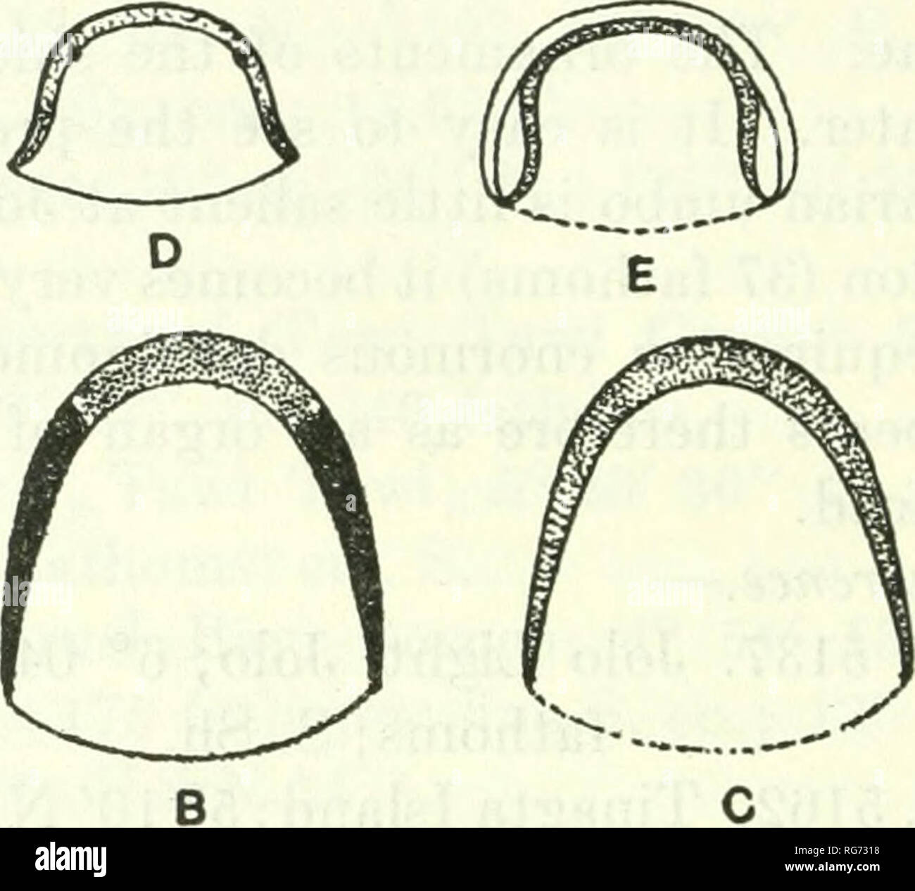 . Bulletin - United States National Museum. Science. Fig. 107.—A-C ...