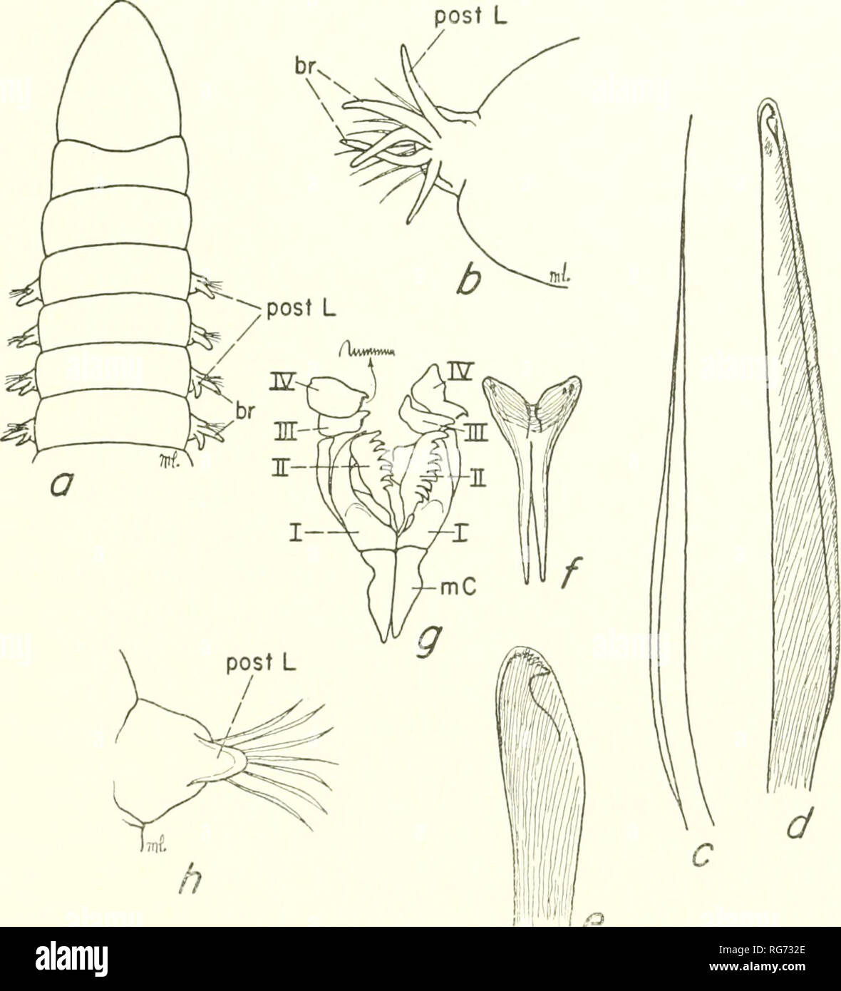 . Bulletin - United States National Museum. Science. POLYCHAETE WORMS ...