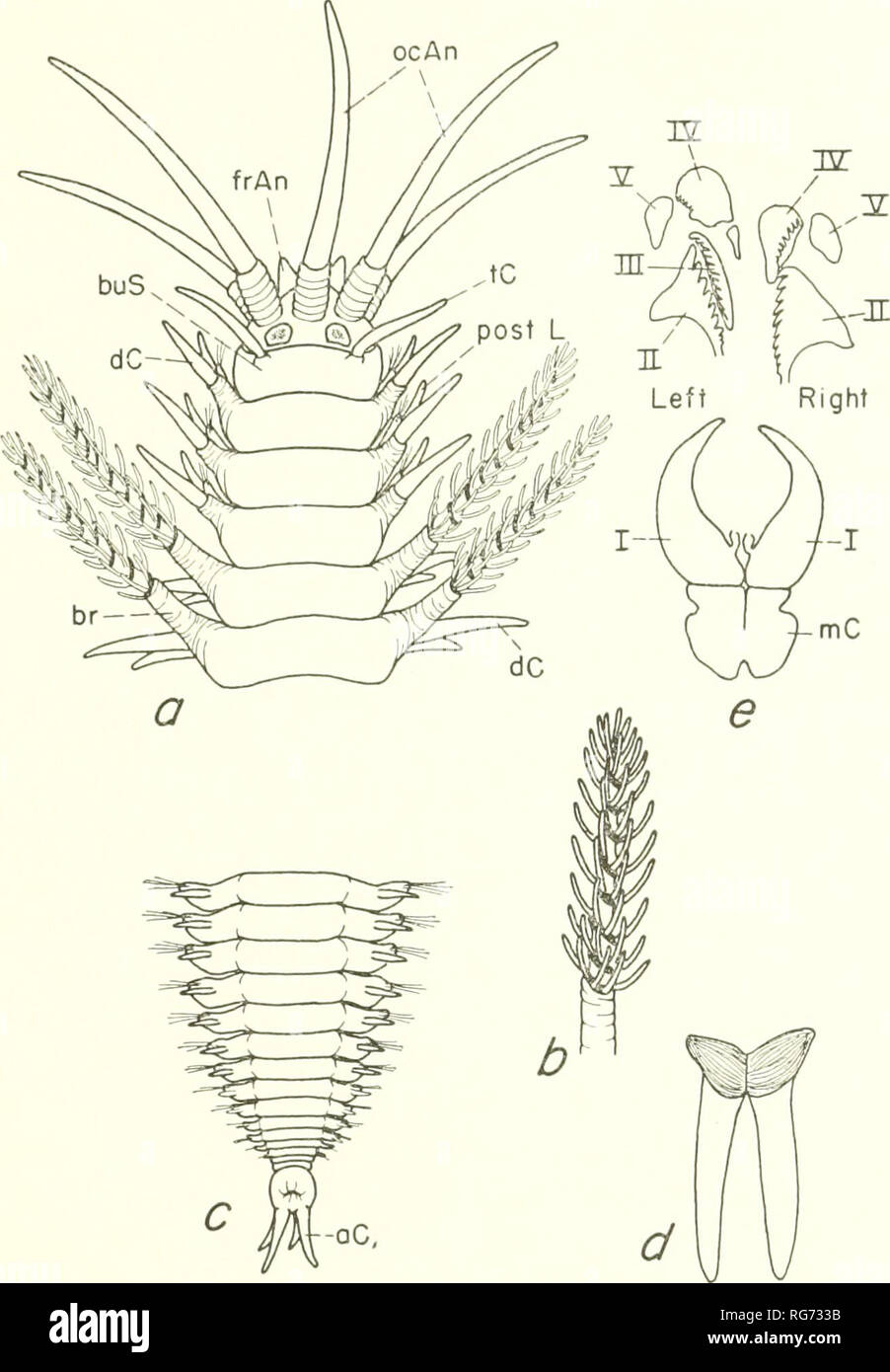 . Bulletin - United States National Museum. Science. POLYCHAETE WORMS ...
