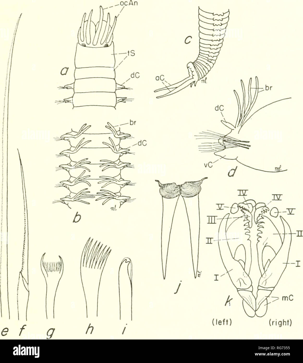 . Bulletin - United States National Museum. Science. POLYCHAETE WORMS ...