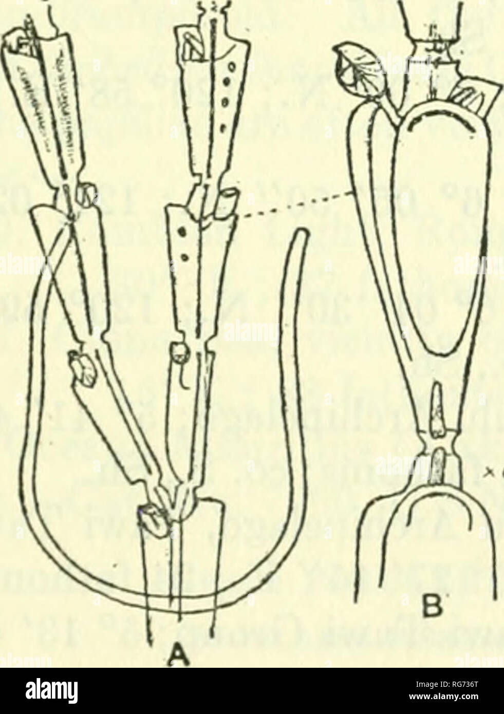 . Bulletin - United States National Museum. Science. Fig. 98.—Genus ...
