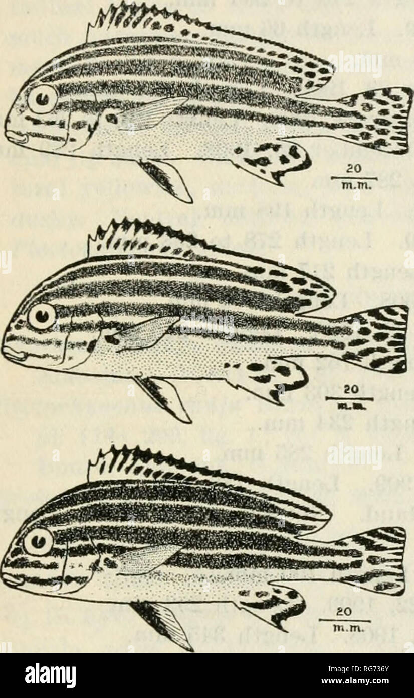 White spots on flanks hi-res stock photography and images - Alamy