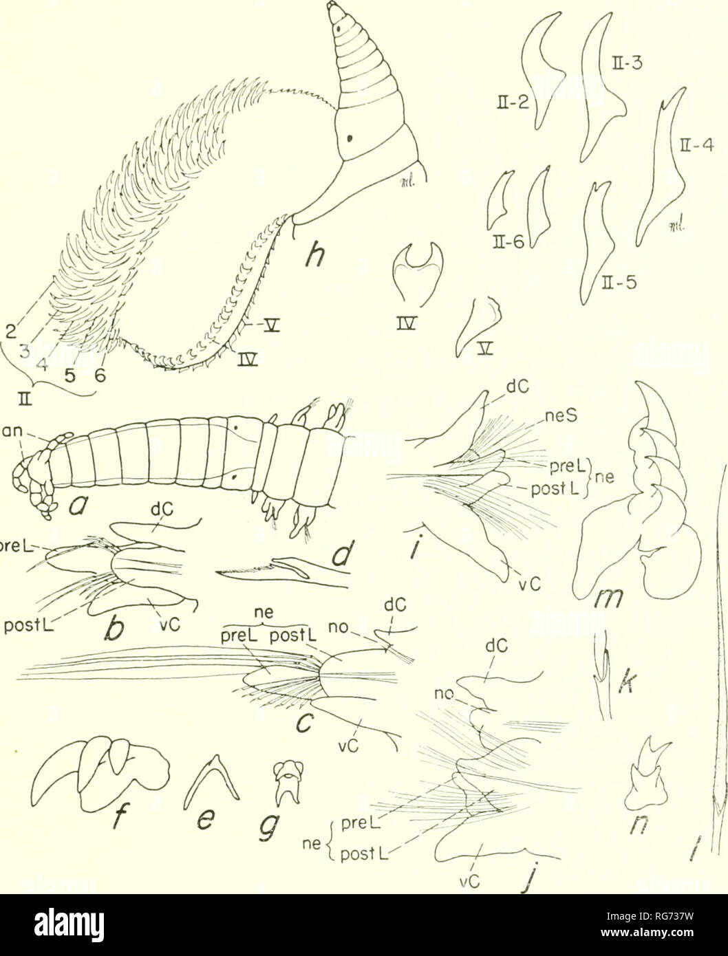 . Bulletin - United States National Museum. Science. POLYCHAETE WORMS ...