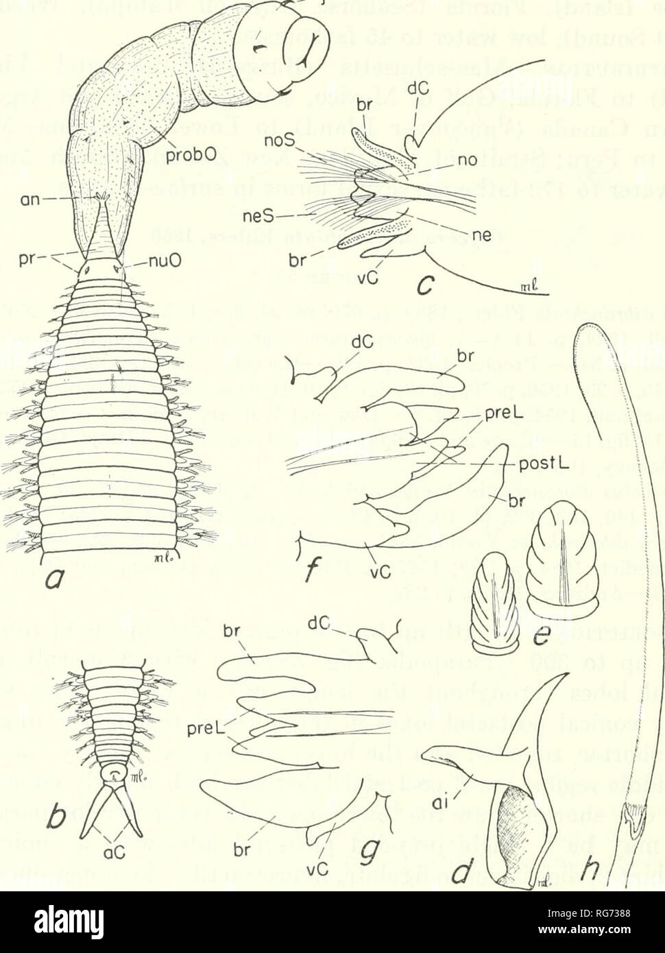 Glycera hi-res stock photography and images - Alamy