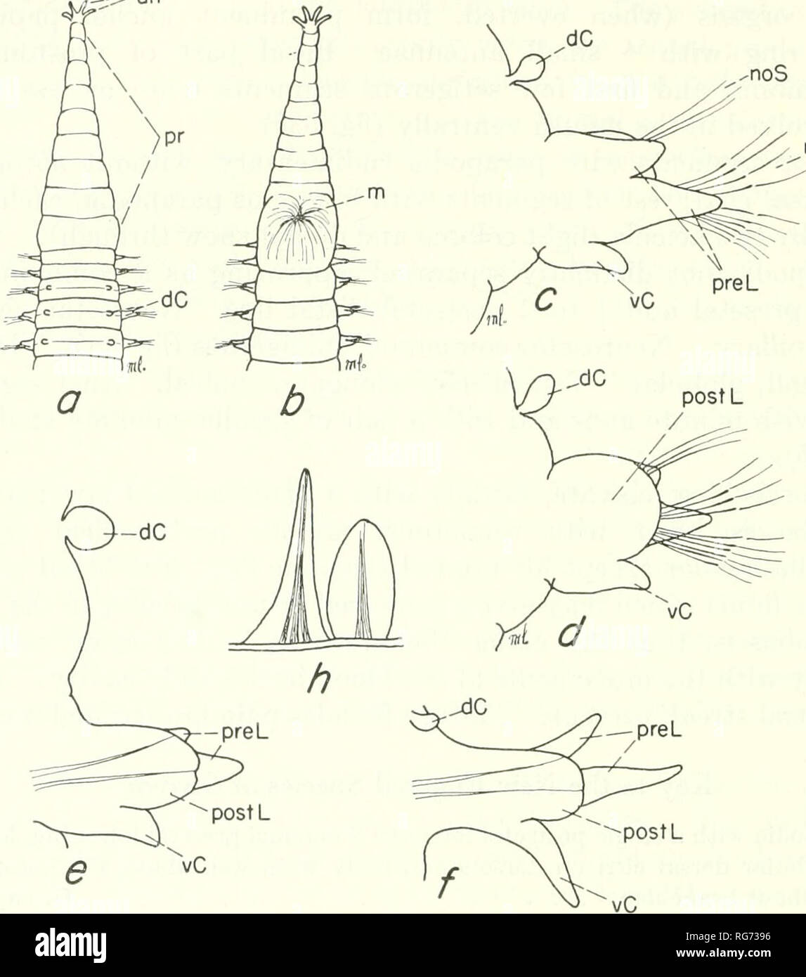 Glycera capitata hi-res stock photography and images - Alamy