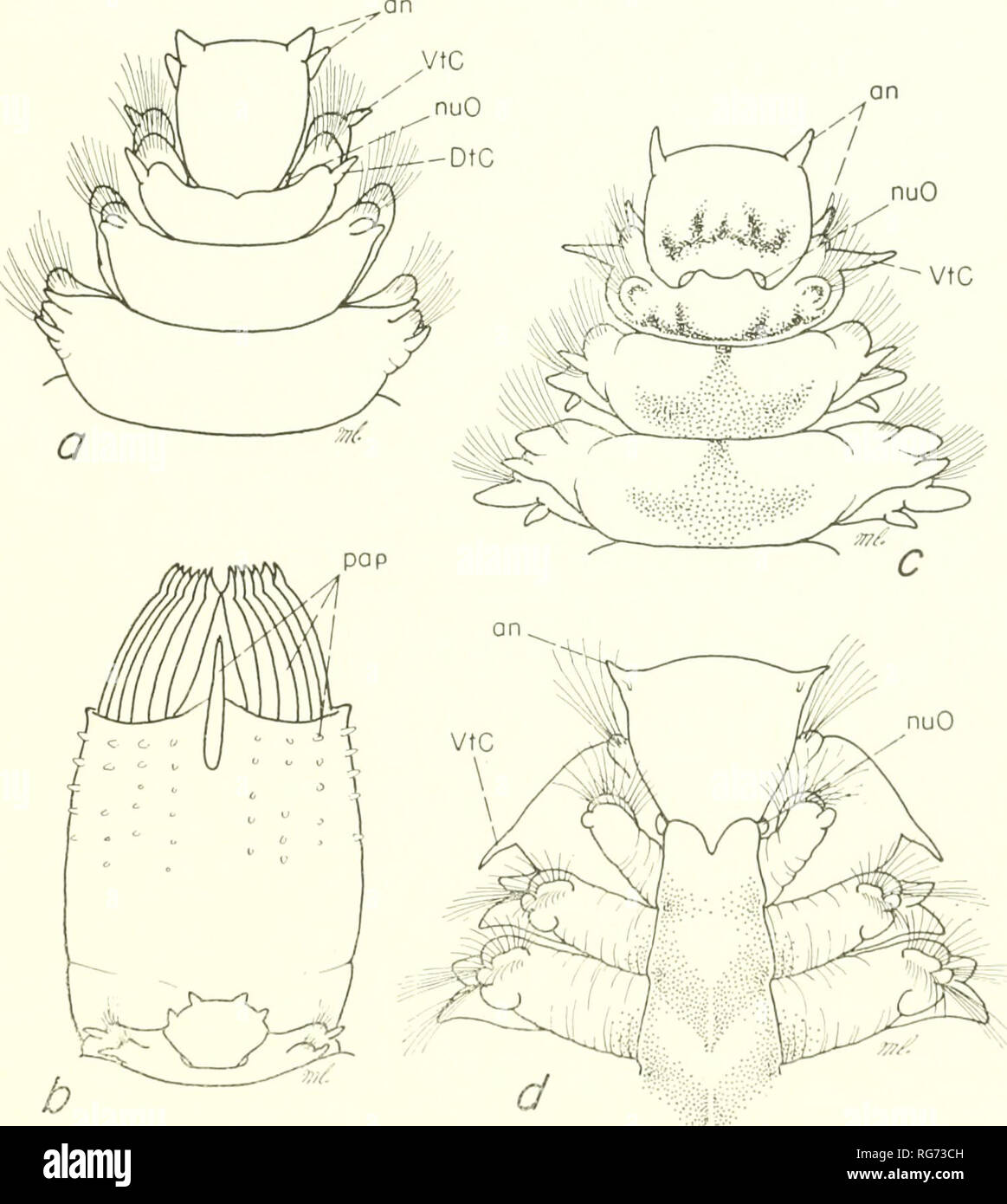 Borders worms hi-res stock photography and images - Alamy