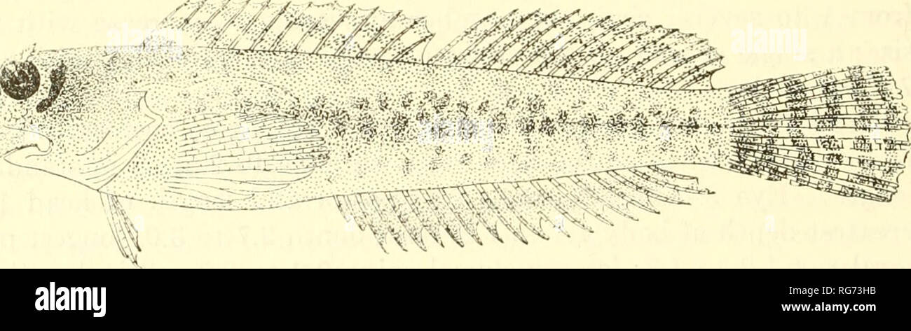 . Bulletin - United States National Museum. Science. 338 U.S. NATIONAL ...
