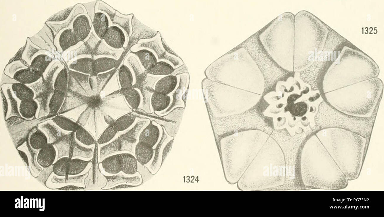 Antedon bifida hi-res stock photography and images - Alamy