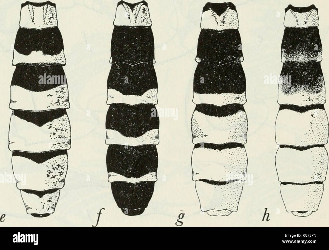 . Bulletin - United States National Museum. Science. **j m. Figure 183 ...