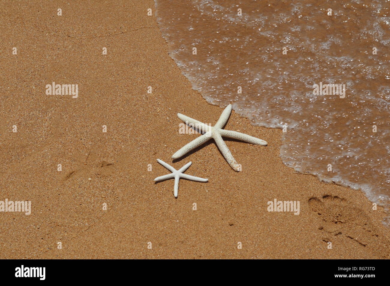 star fish on the beach Stock Photo - Alamy