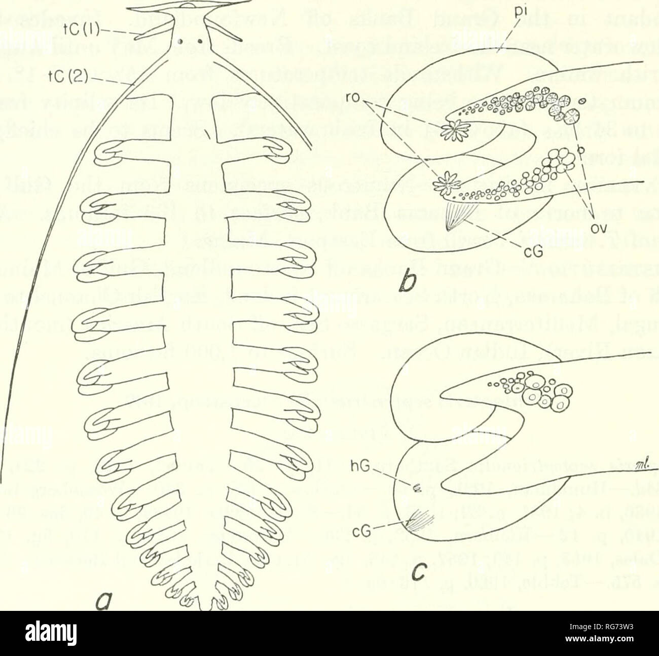 Tomopteris hi-res stock photography and images - Alamy
