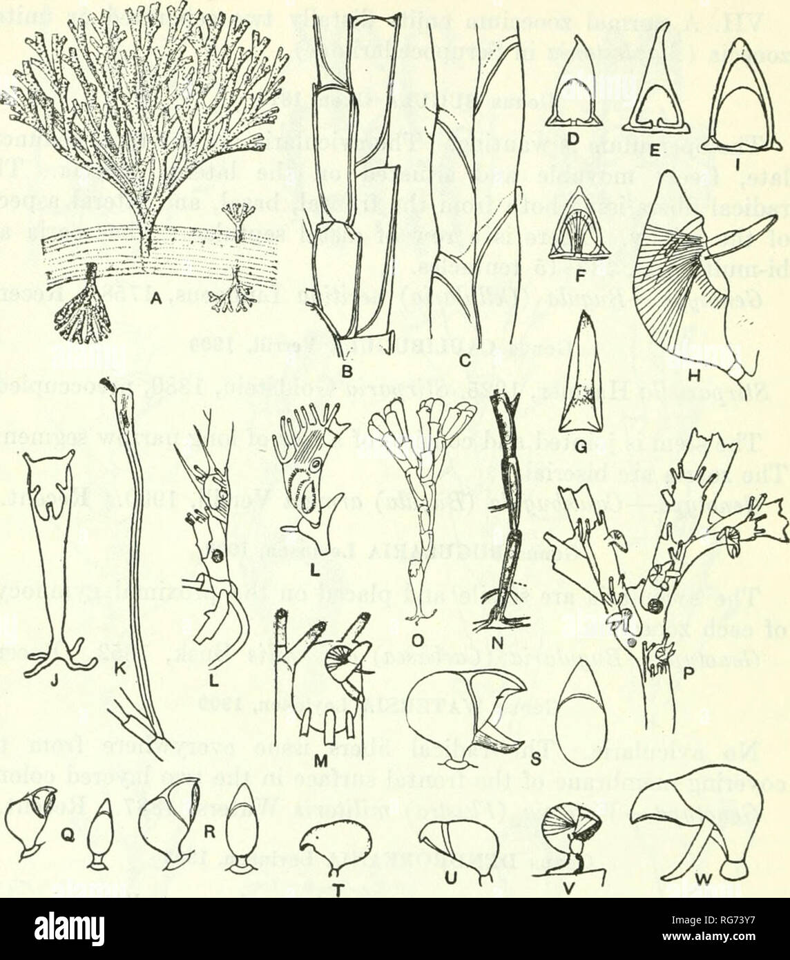 . Bulletin - United States National Museum. Science. 194 BULLETIN 100 ...