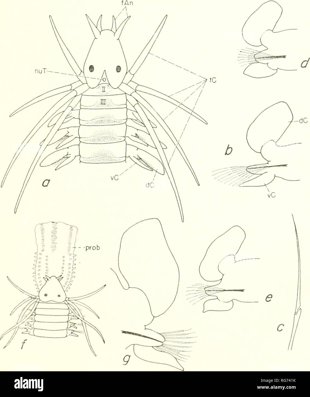 . Bulletin - United States National Museum. Science. 79 1.—Treadwell ...