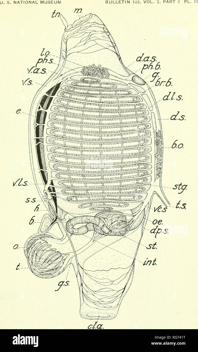 Pyrosoma High Resolution Stock Photography and Images - Alamy