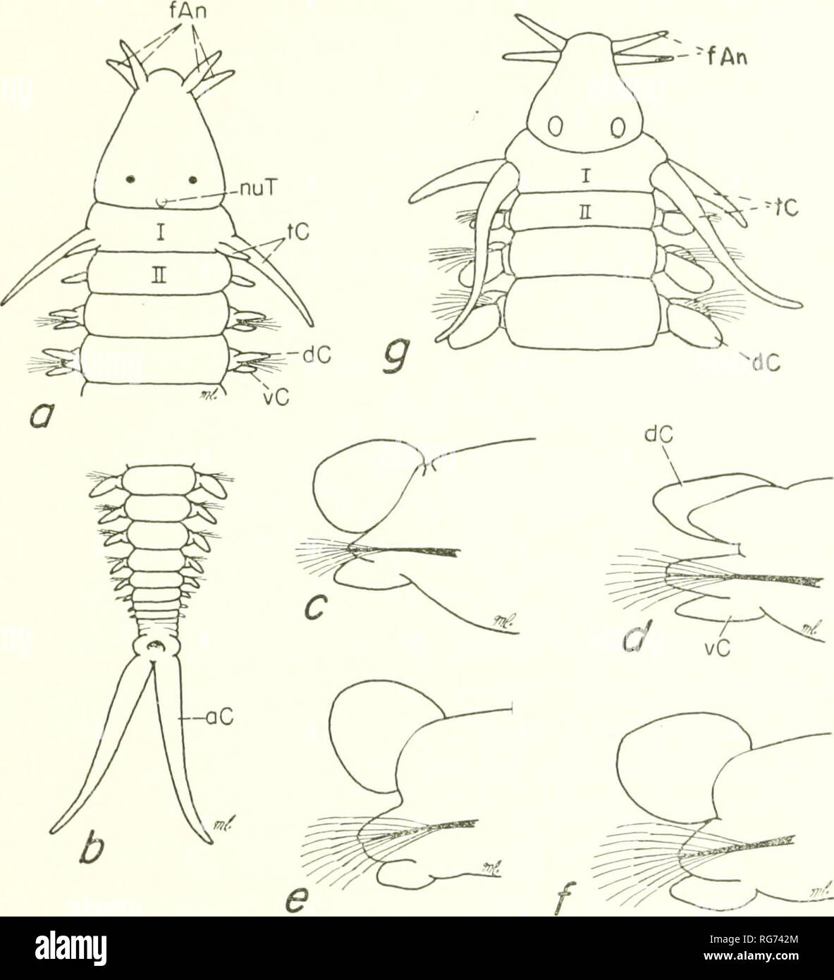 . Bulletin - United States National Museum. Science. POLYCHAETE WORMS ...