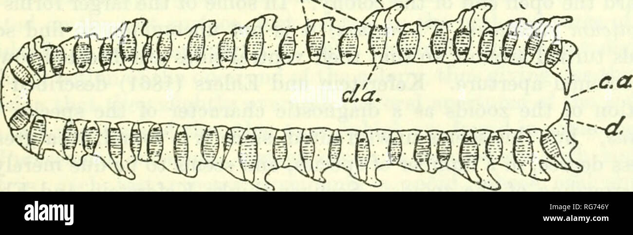 Digestion science museum hi-res stock photography and images - Alamy