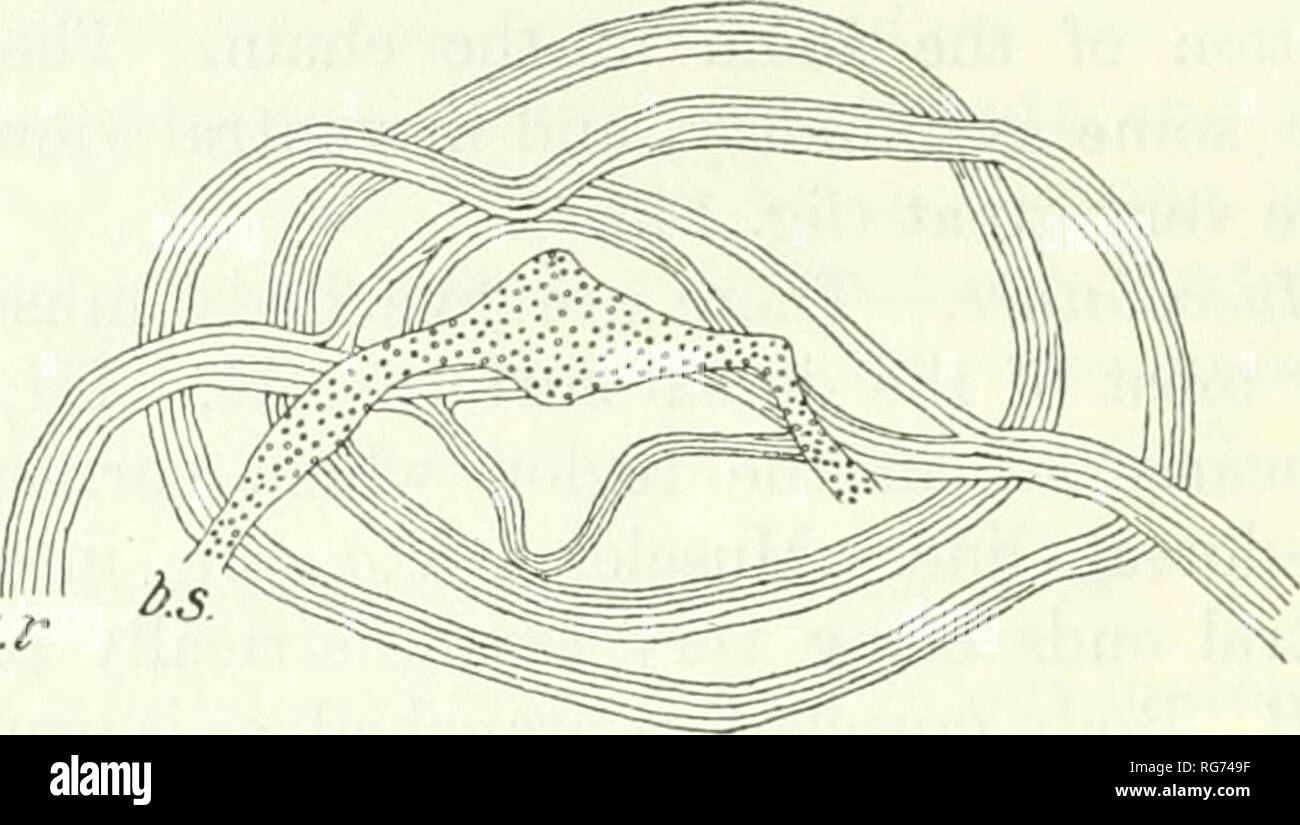 . Bulletin - United States National Museum. Science. 188 BULLETIN 100 ...