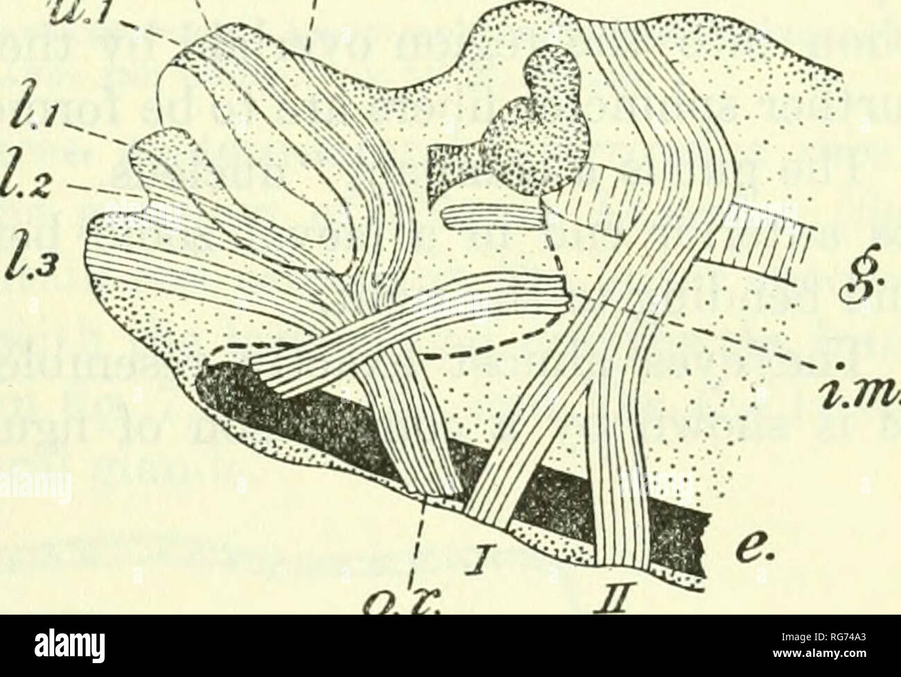 . Bulletin - United States National Museum. Science. VOL. 2, PT. 2 ...
