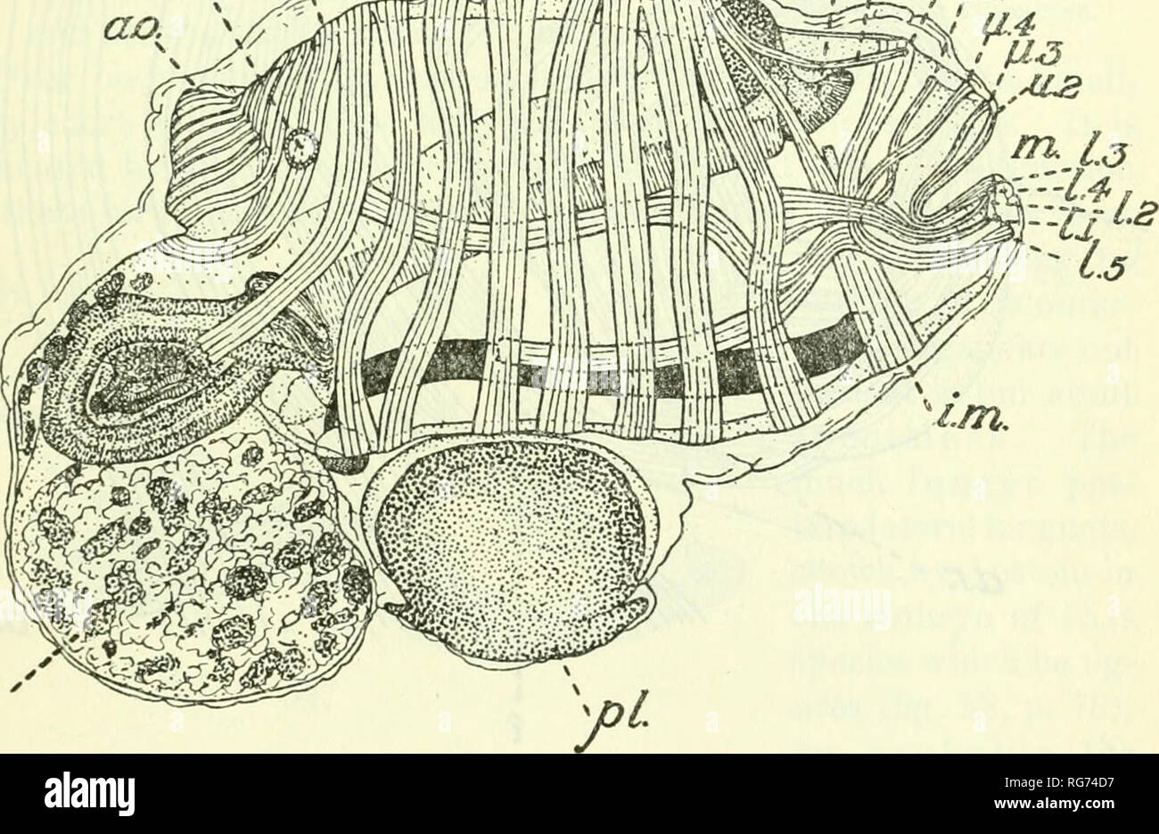 Embryo specimens hi-res stock photography and images - Alamy