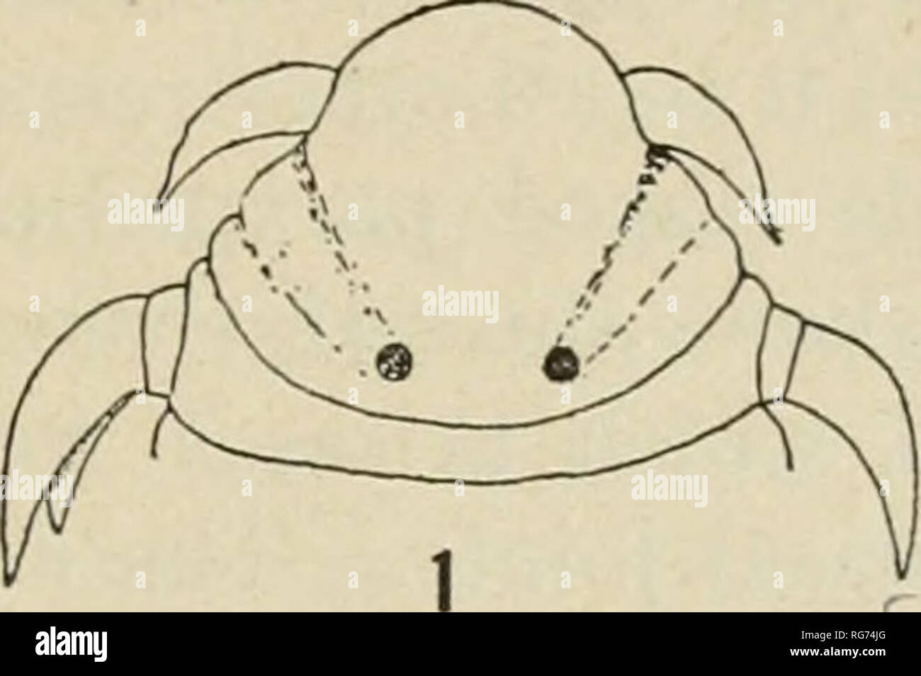 Phyllodoce maculata hi-res stock photography and images - Alamy