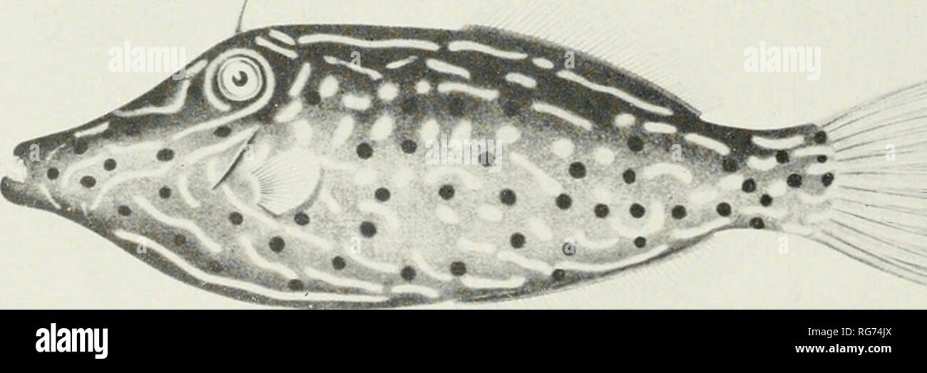 Rongelap atoll hi-res stock photography and images - Alamy