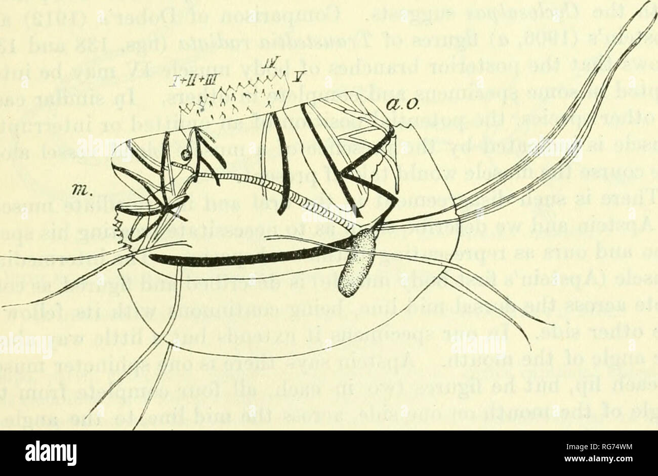 . Bulletin - United States National Museum. Science. tou2,pt. 2.] A ...