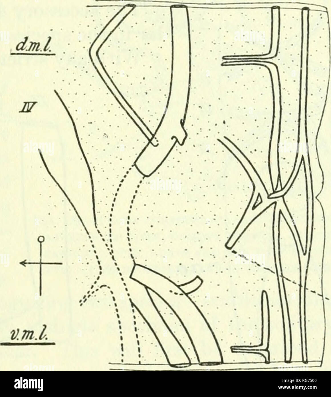 . Bulletin - United States National Museum. Science. vou2.pt. 2.] A ...