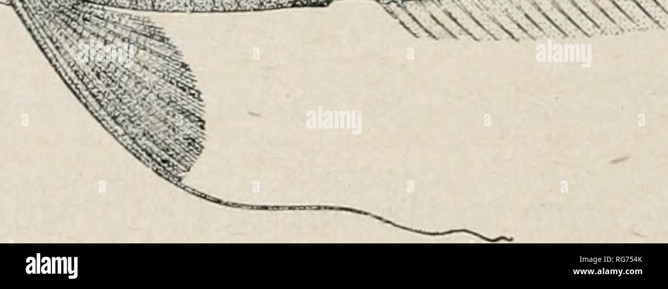 . Bulletin - United States National Museum. Science. Fig. 5.—Gadomus ...