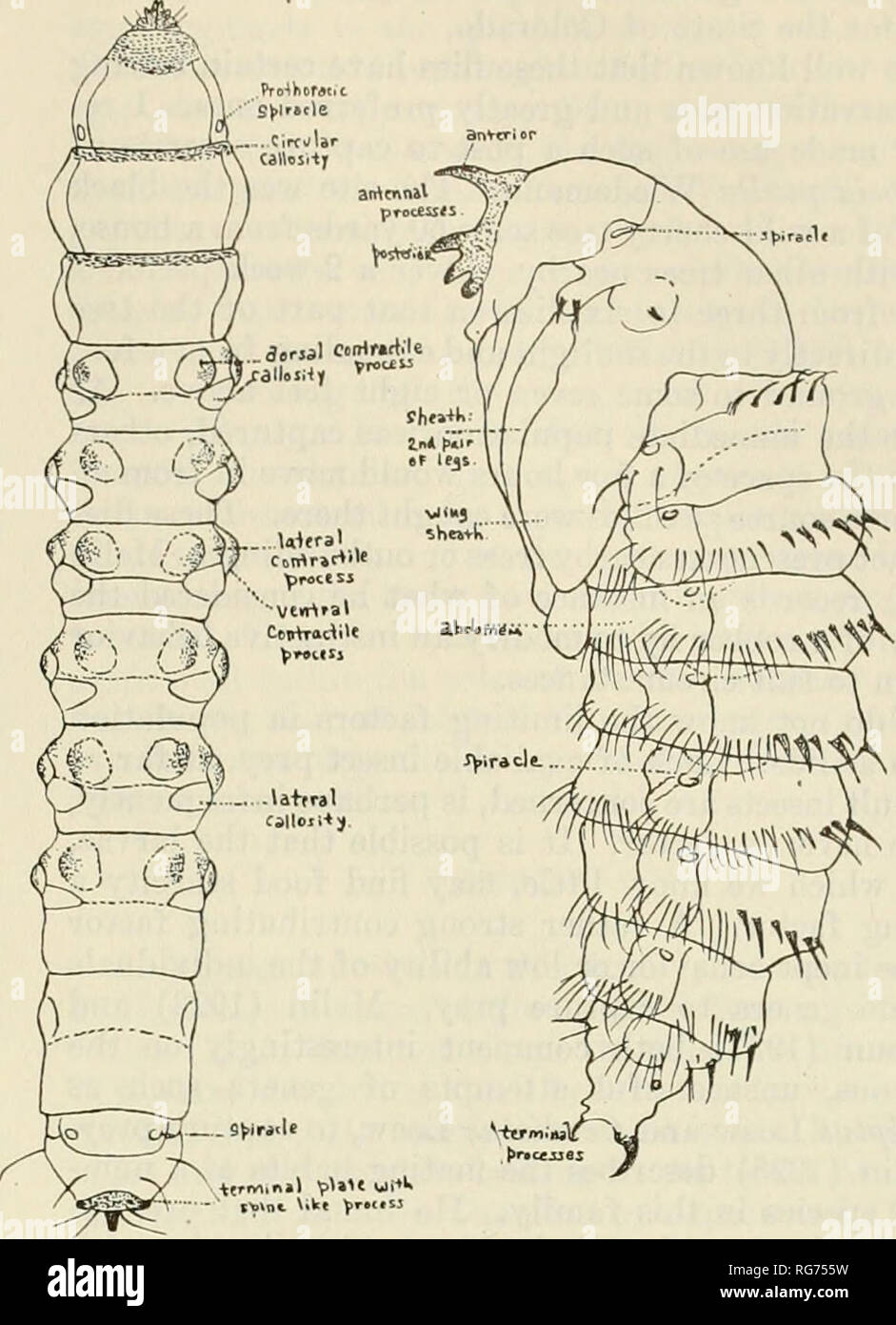 Dysmachus hi-res stock photography and images - Alamy