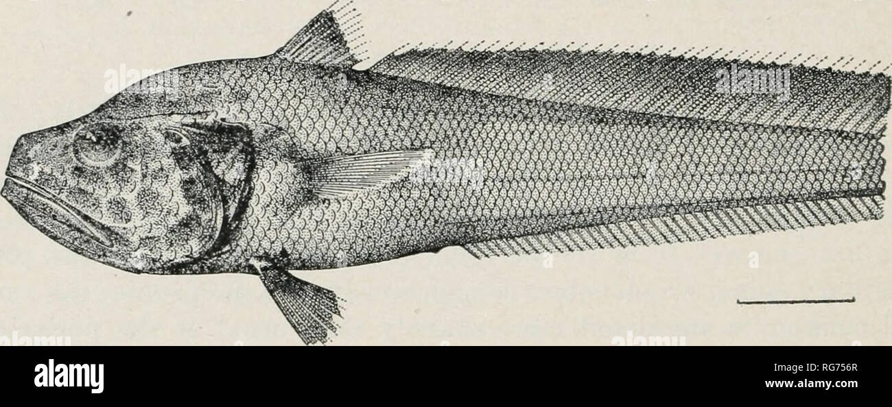 . Bulletin - United States National Museum. Science. 382 BULLETIN 100 ...