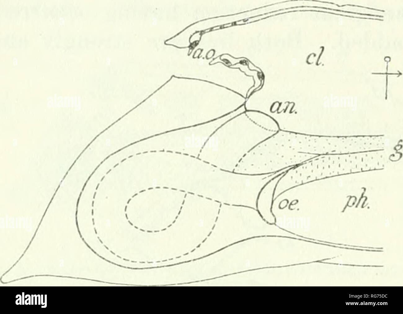 Sagittal band hi-res stock photography and images - Alamy