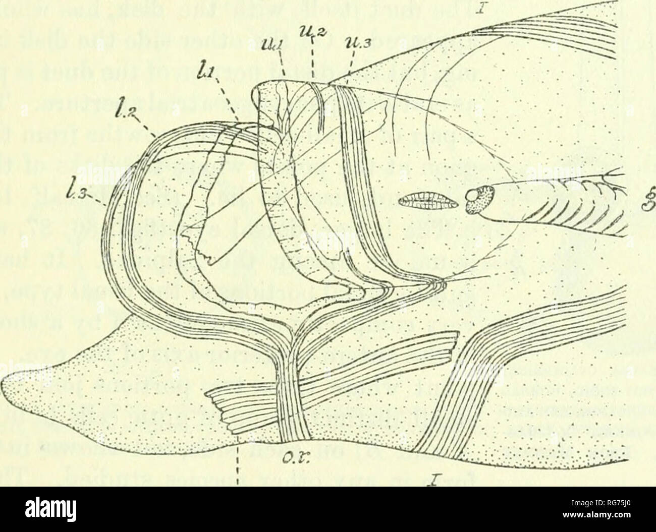 Visceral muscle hi-res stock photography and images - Alamy