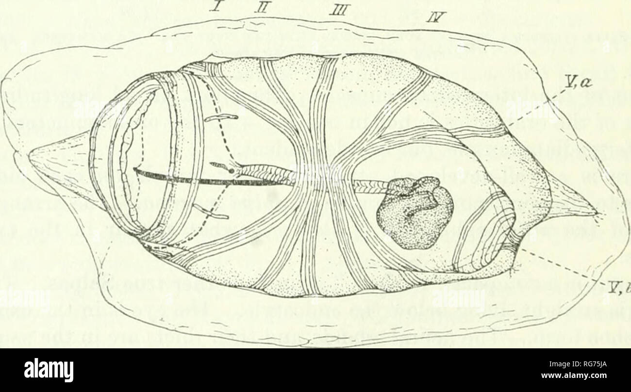 . Bulletin - United States National Museum. Science. Fig. 8.3.—Salpa ...
