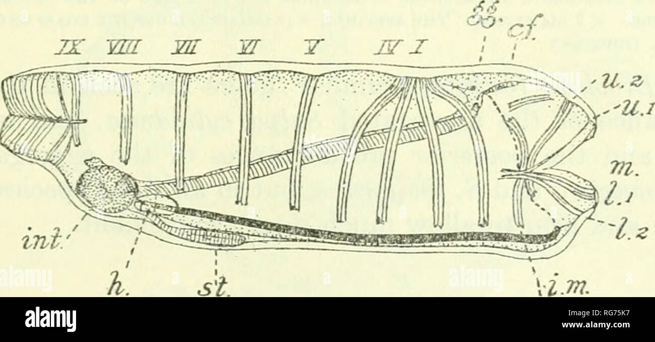 . Bulletin - United States National Museum. Science. vol. 2, pt. 2.] A ...