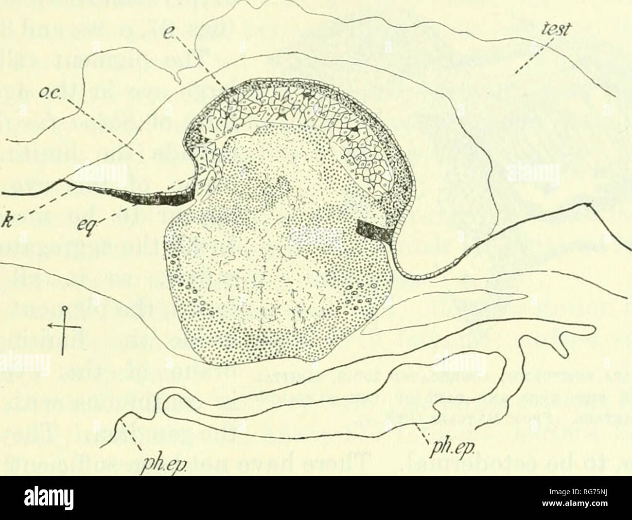 . Bulletin - United States National Museum. Science. vou2, pt. 2.] A ...