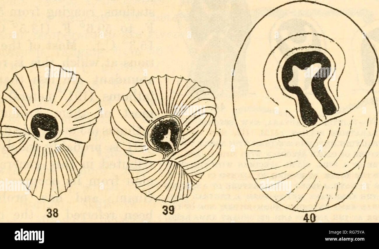 Foraminifera test hi-res stock photography and images - Alamy