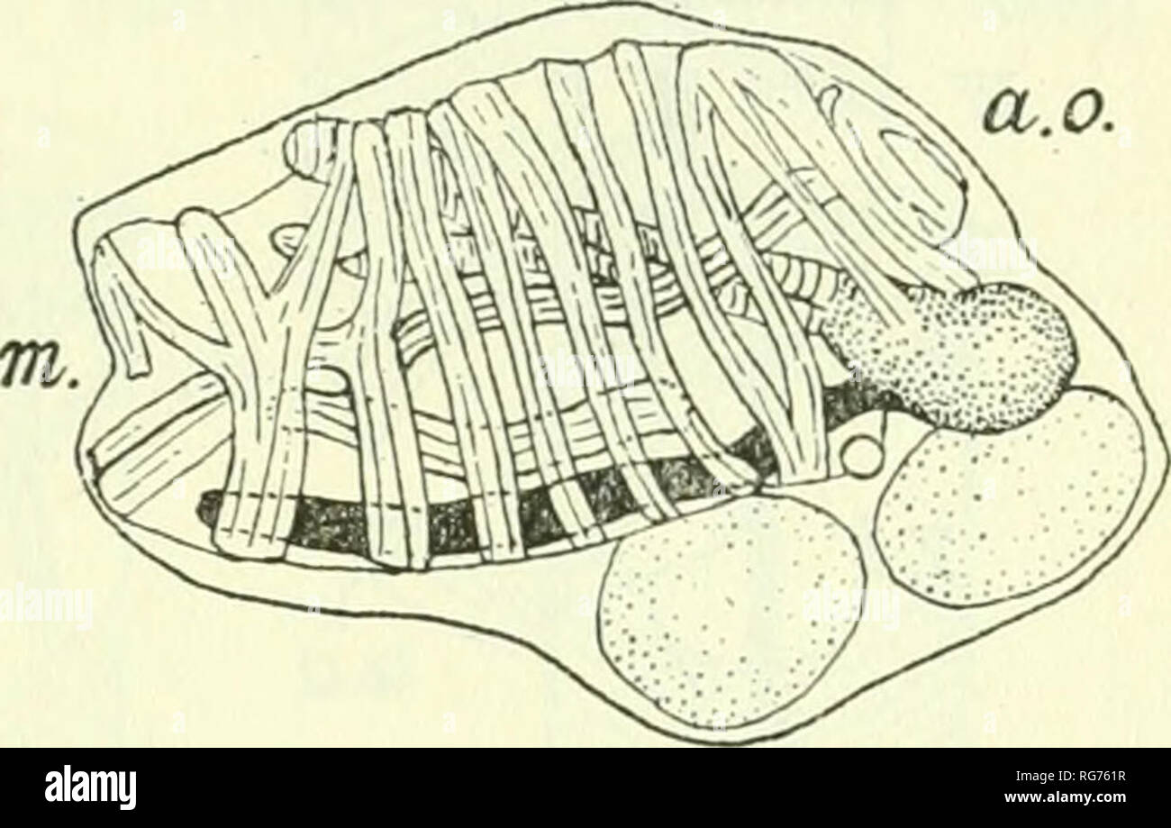 Atrial siphon hi-res stock photography and images - Alamy