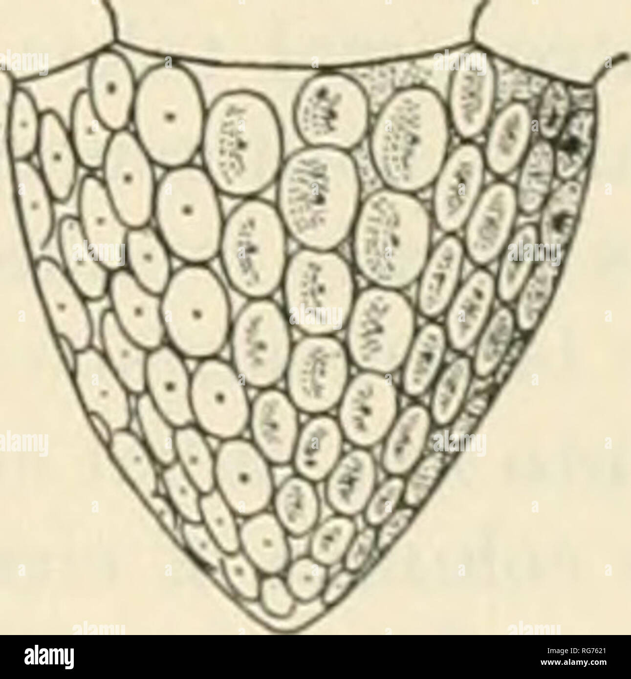 . Bulletin - United States National Museum. Science. Fig. 224. Fio. 226 ...