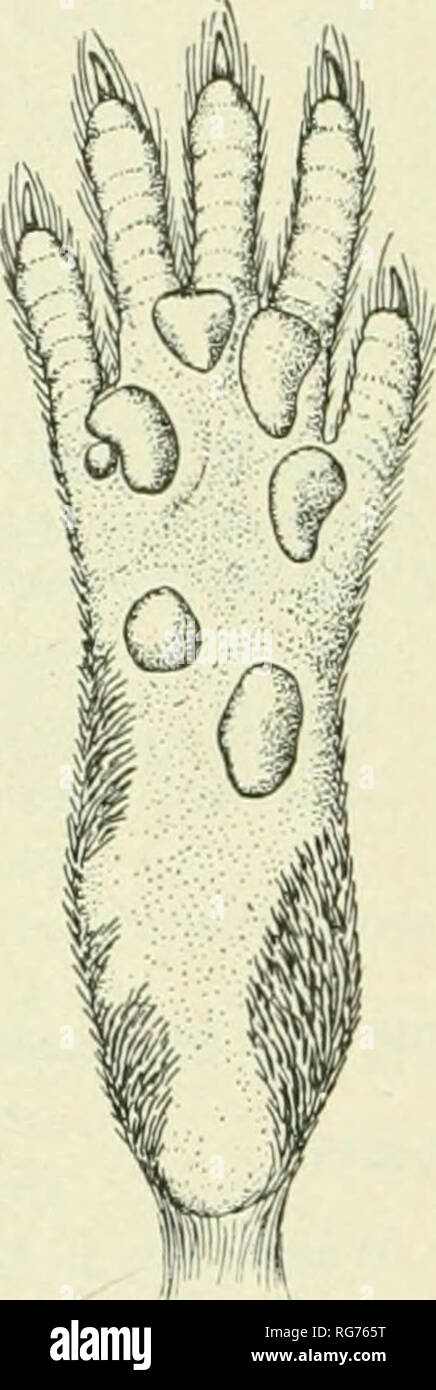 Neotoma macrotis hi-res stock photography and images - Alamy