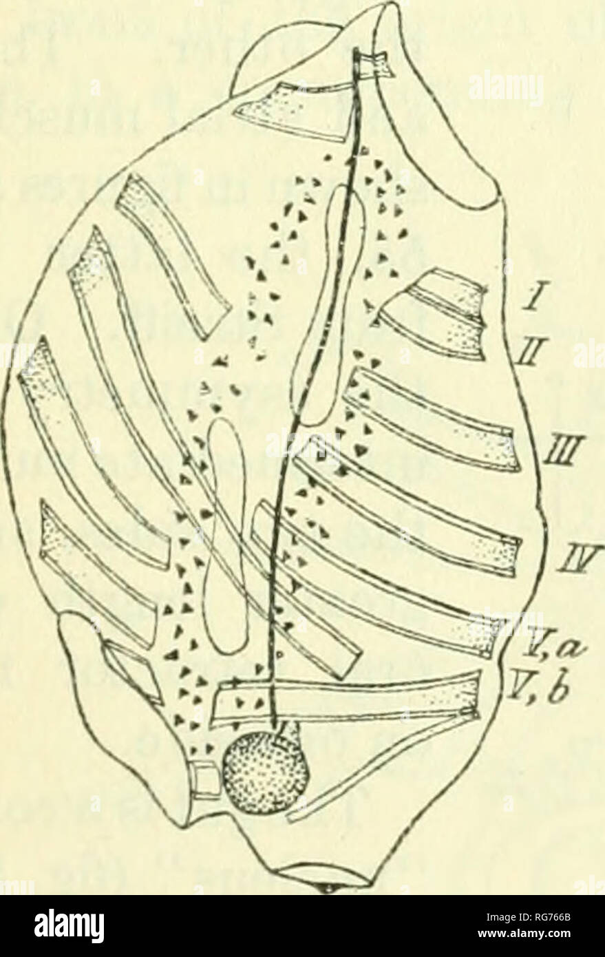 . Bulletin - United States National Museum. Science. you 2, pr. 2.] A ...