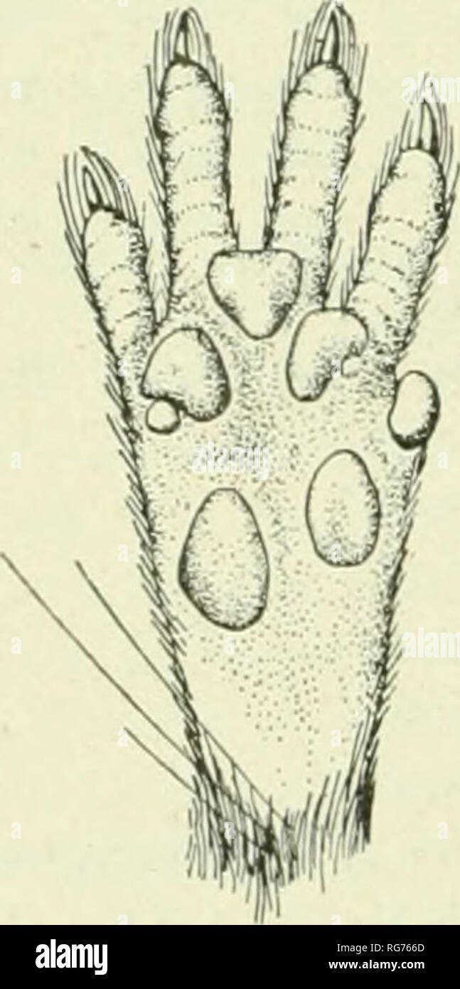 Neotoma fuscipes hi-res stock photography and images - Alamy