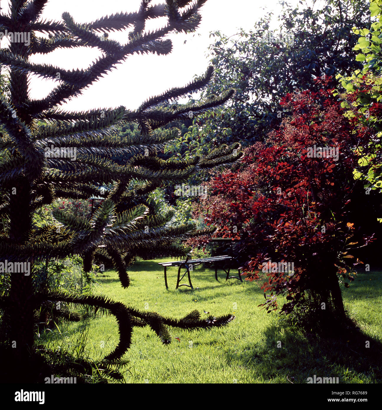 Monkey puzzle tree in garden hi-res stock photography and images - Alamy