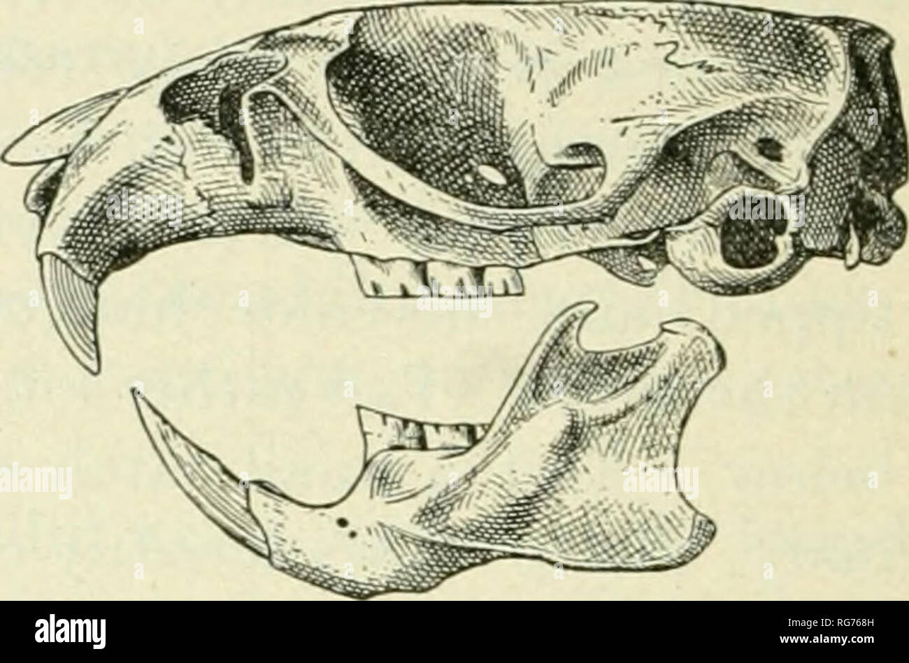 California wood rat hi-res stock photography and images - Alamy