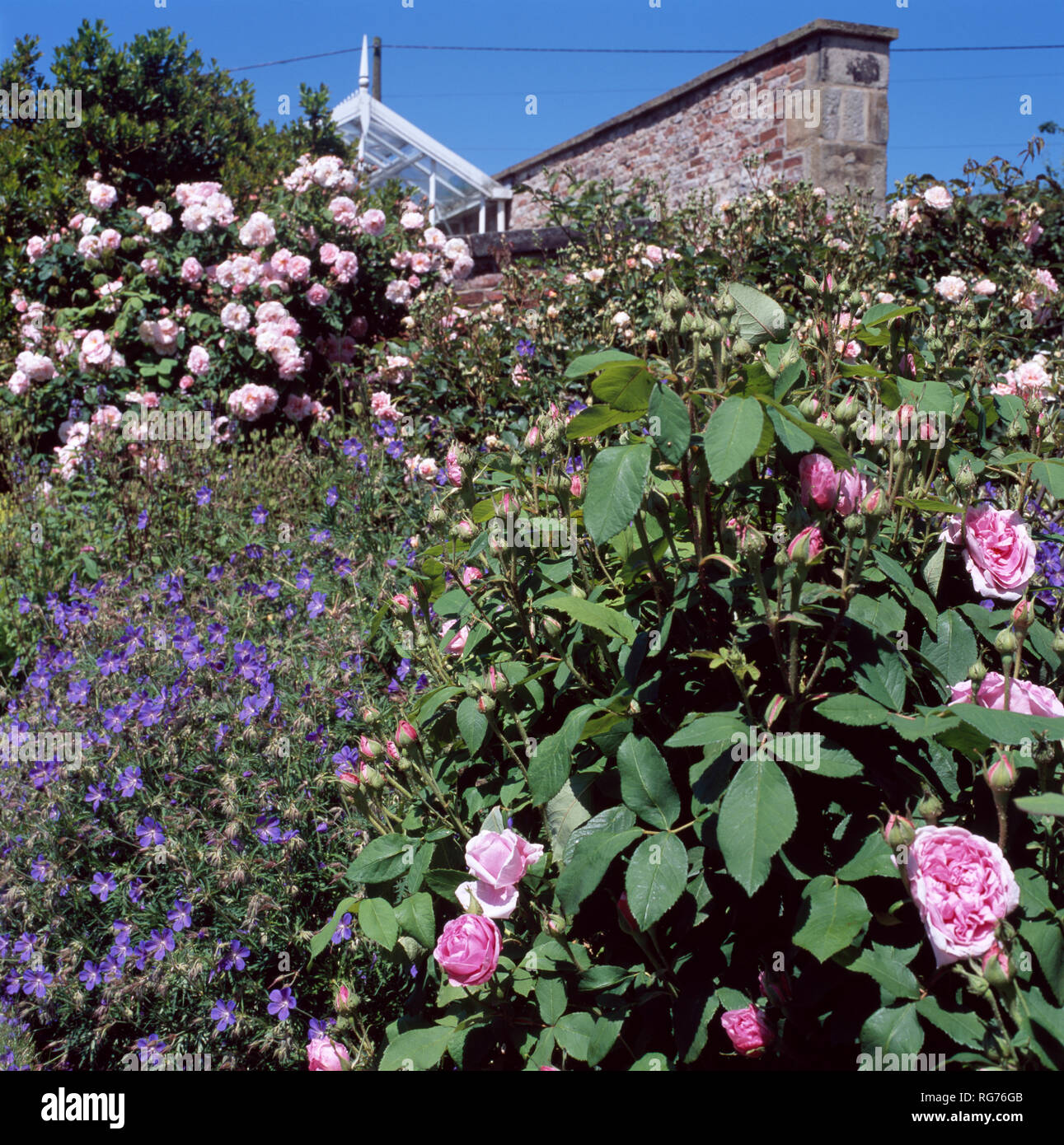 Pale pink roses and blue perennial geraniums in summer border Stock ...