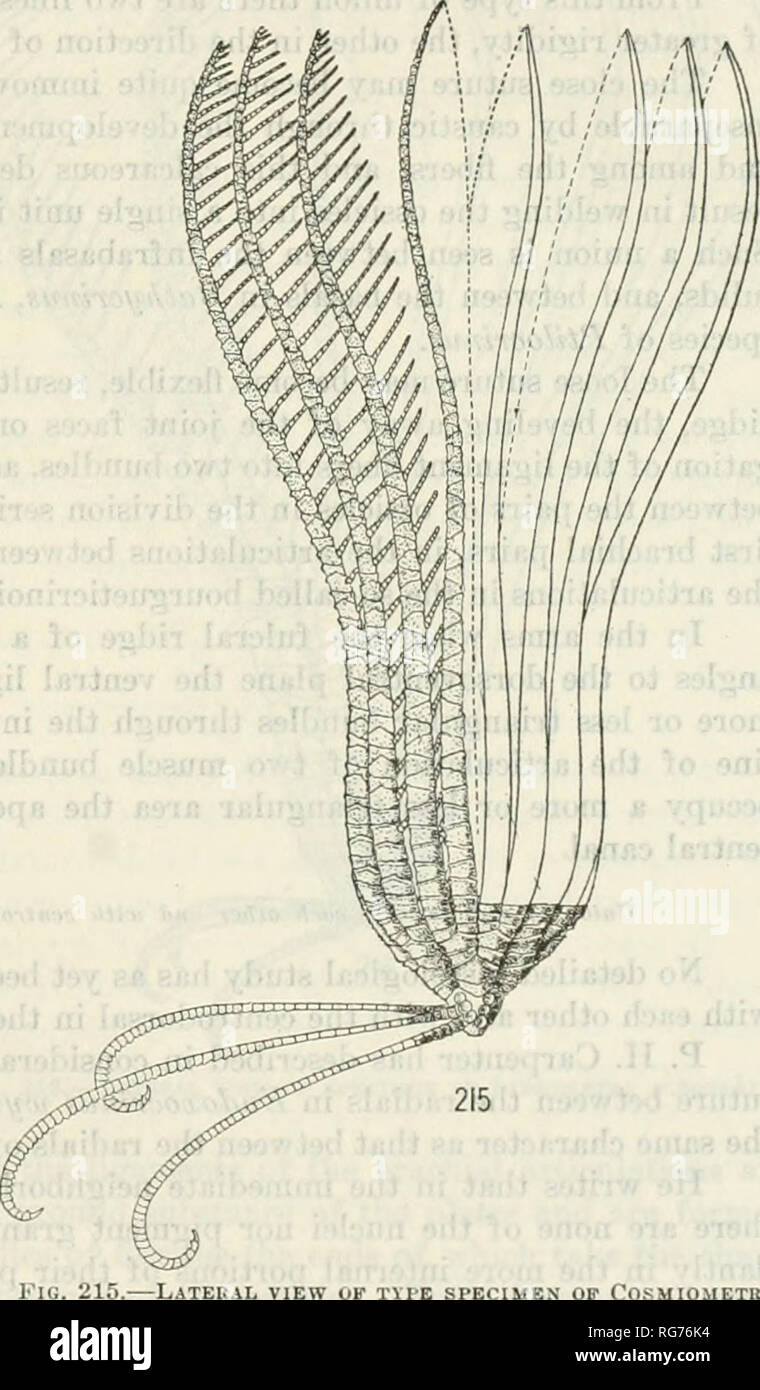 Second figs hi-res stock photography and images - Alamy