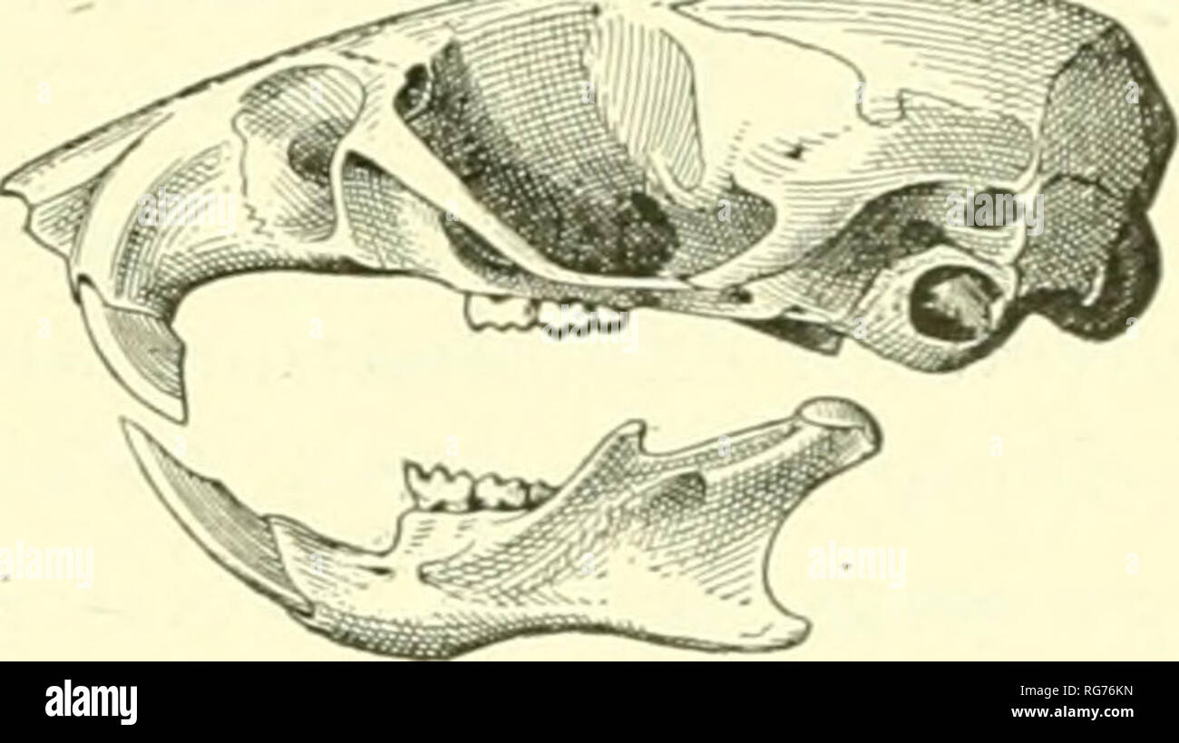 . Bulletin - United States National Museum. Science. Fig. 82 ...
