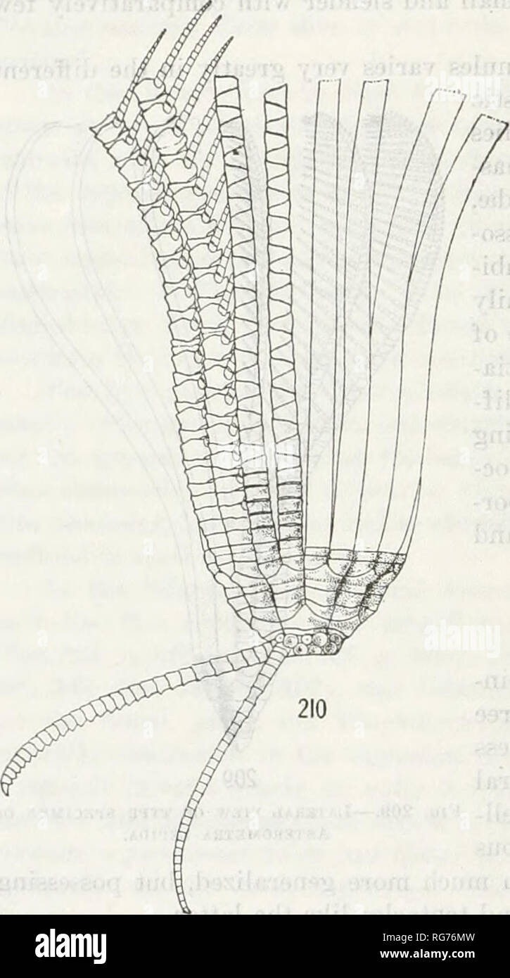 Genital characteristics hi-res stock photography and images - Alamy