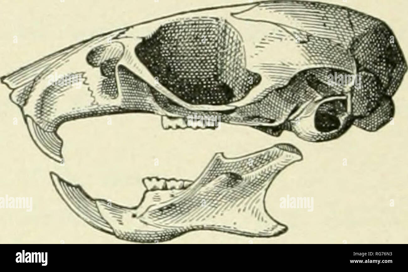 . Bulletin - United States National Museum. Science. FlG.80 ...
