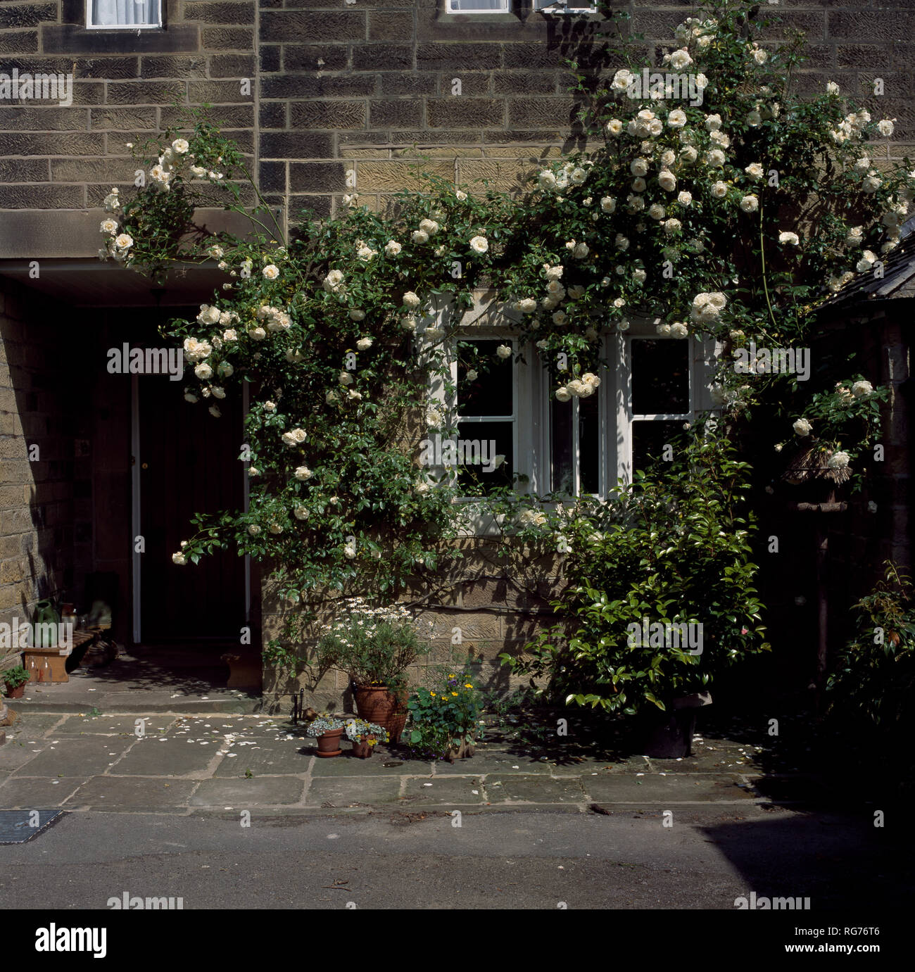 Exterior of country house with cream roses around window Stock Photo ...