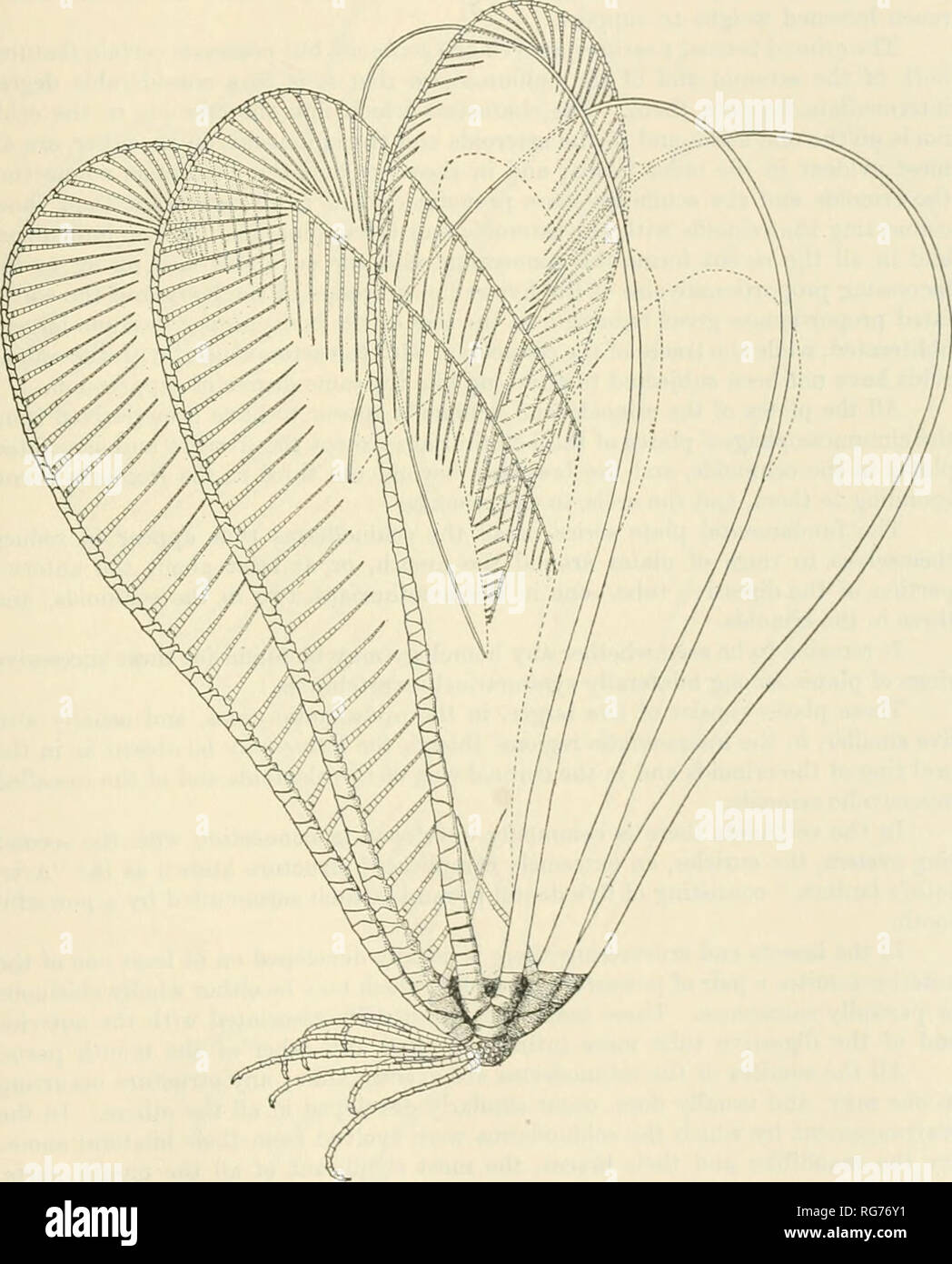 . Bulletin - United States National Museum. Science. MONOGRAPH OF THE ...